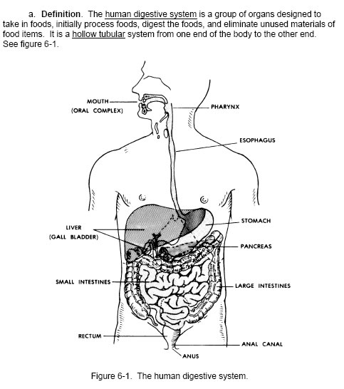 30 Label The Digestive System Answer Key Labels Ideas For You