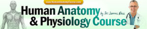The #1 Human Anatomy and Physiology Course | Learn About The Human Body With Illustrations and ...